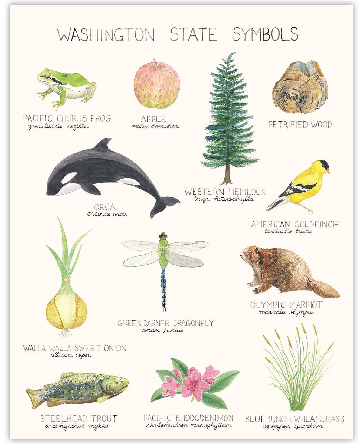 11" x 14" Washington State Symbols Watercolor Art Print– Alair Gift Shop